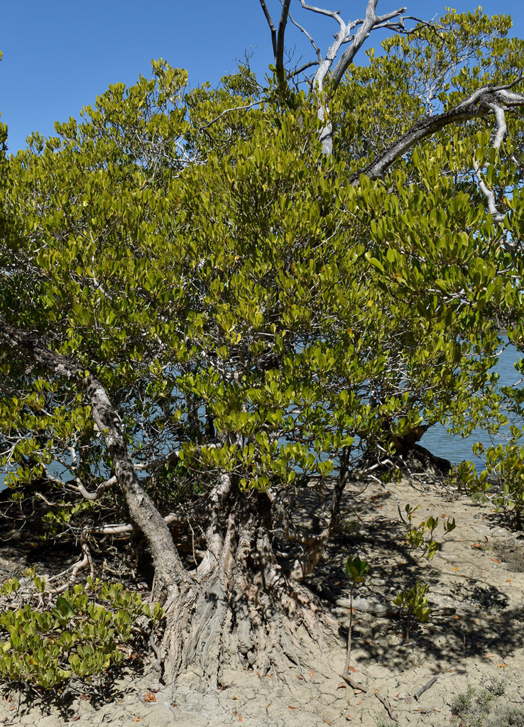 ASML Forest - EcoMatcher